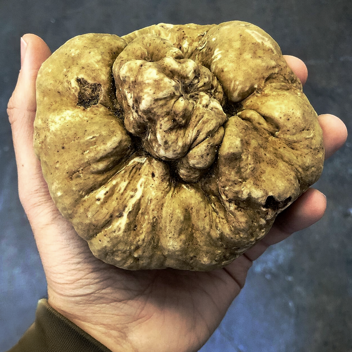 white truffles