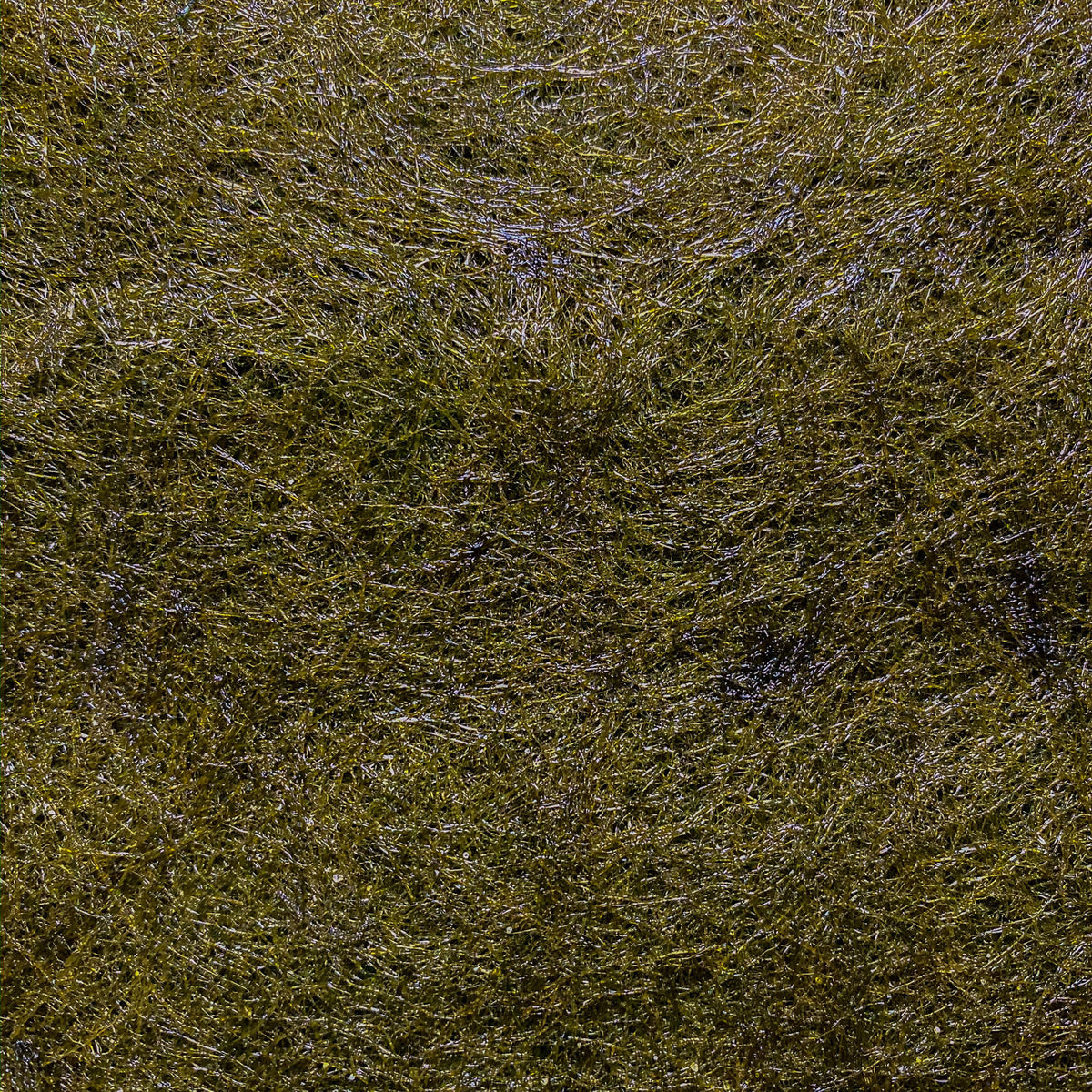 dried seaweed texture