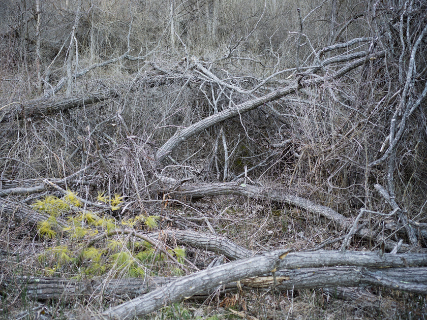 Foie Gras & Specialty Poultry - Buy at Regalis Foods