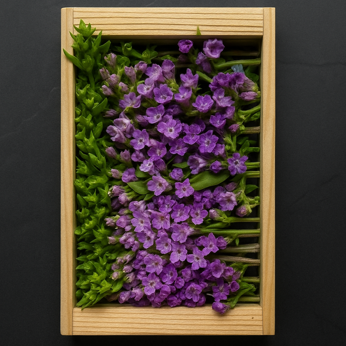 Fresh Shiso (Hanaho) Flower – Regalis Foods