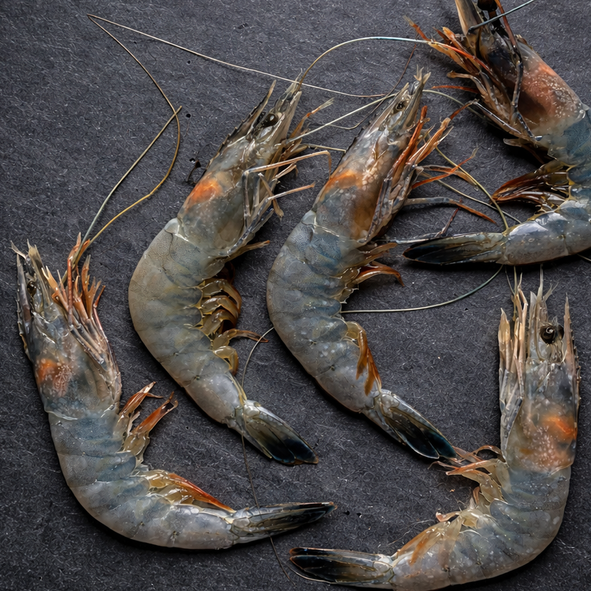 Pacific Blue Prawns for Sale | Regalis Foods | Premium Seafood