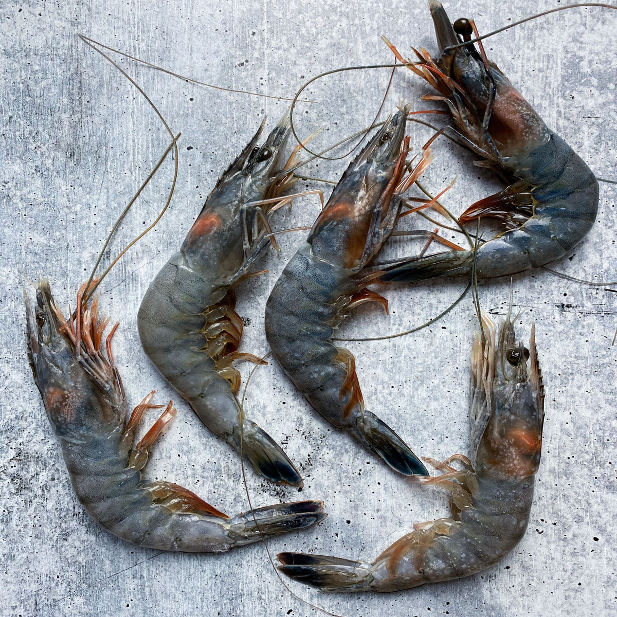 Pacific Blue Prawns for Sale | Regalis Foods | Premium Seafood
