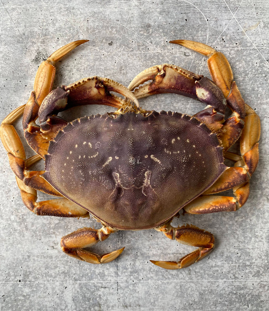 Giant Freshwater Crab