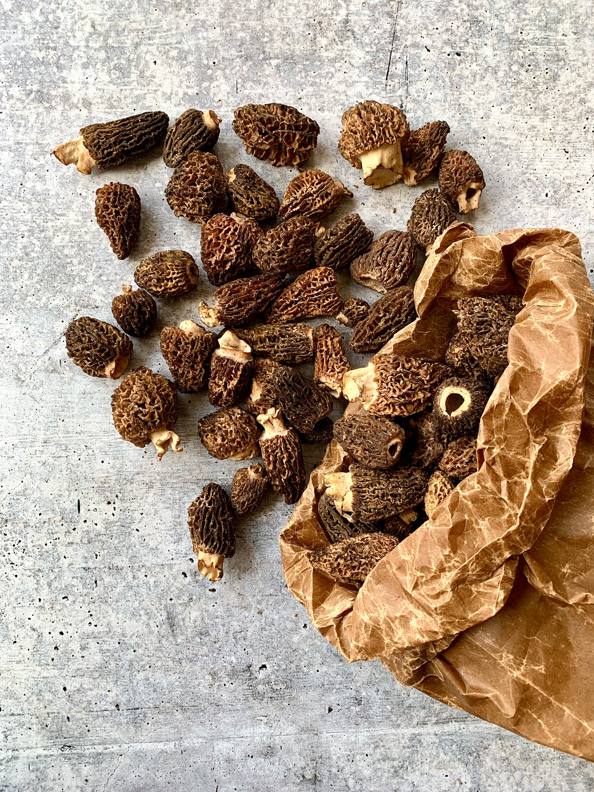 World Record Morel Mushroom Himalayan "Gucchi" Black Morels