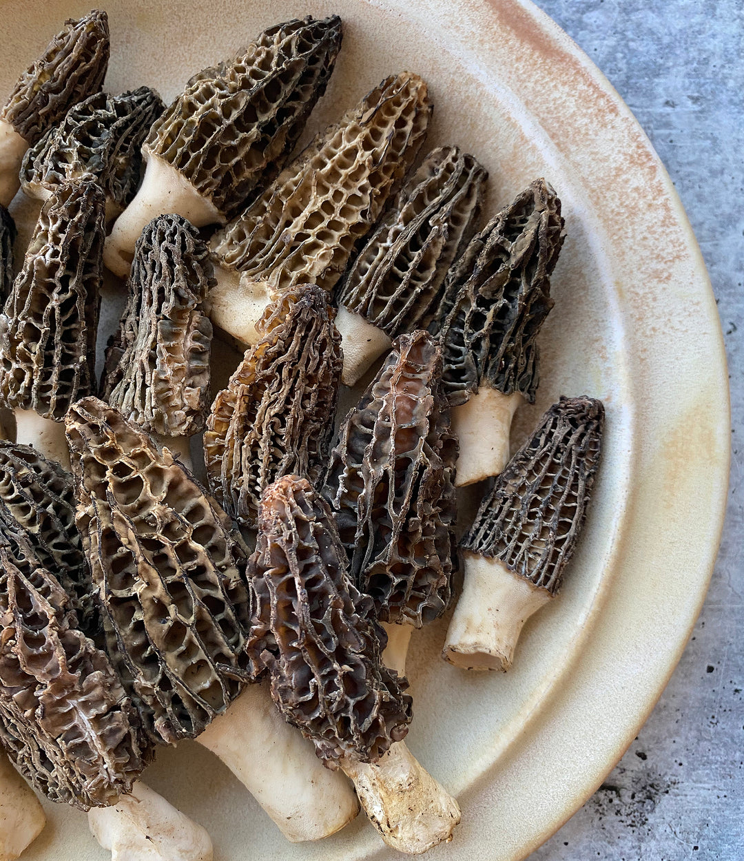 World Record Morel Mushroom Himalayan "Gucchi" Black Morels