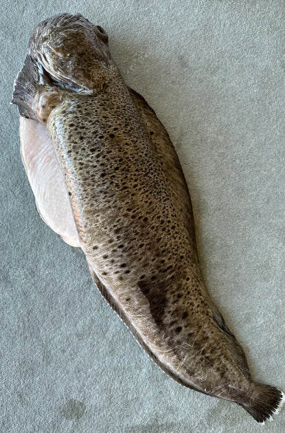 Arctic Spotted Wolffish - Buy at Regalis Foods