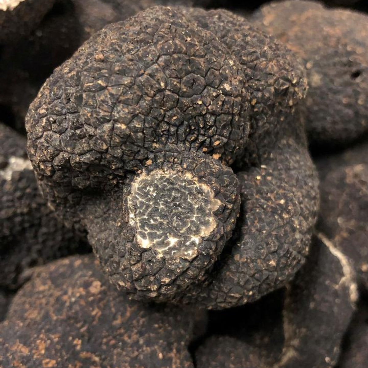 Fresh Winter Black Truffles (Périgord) – Regalis Foods