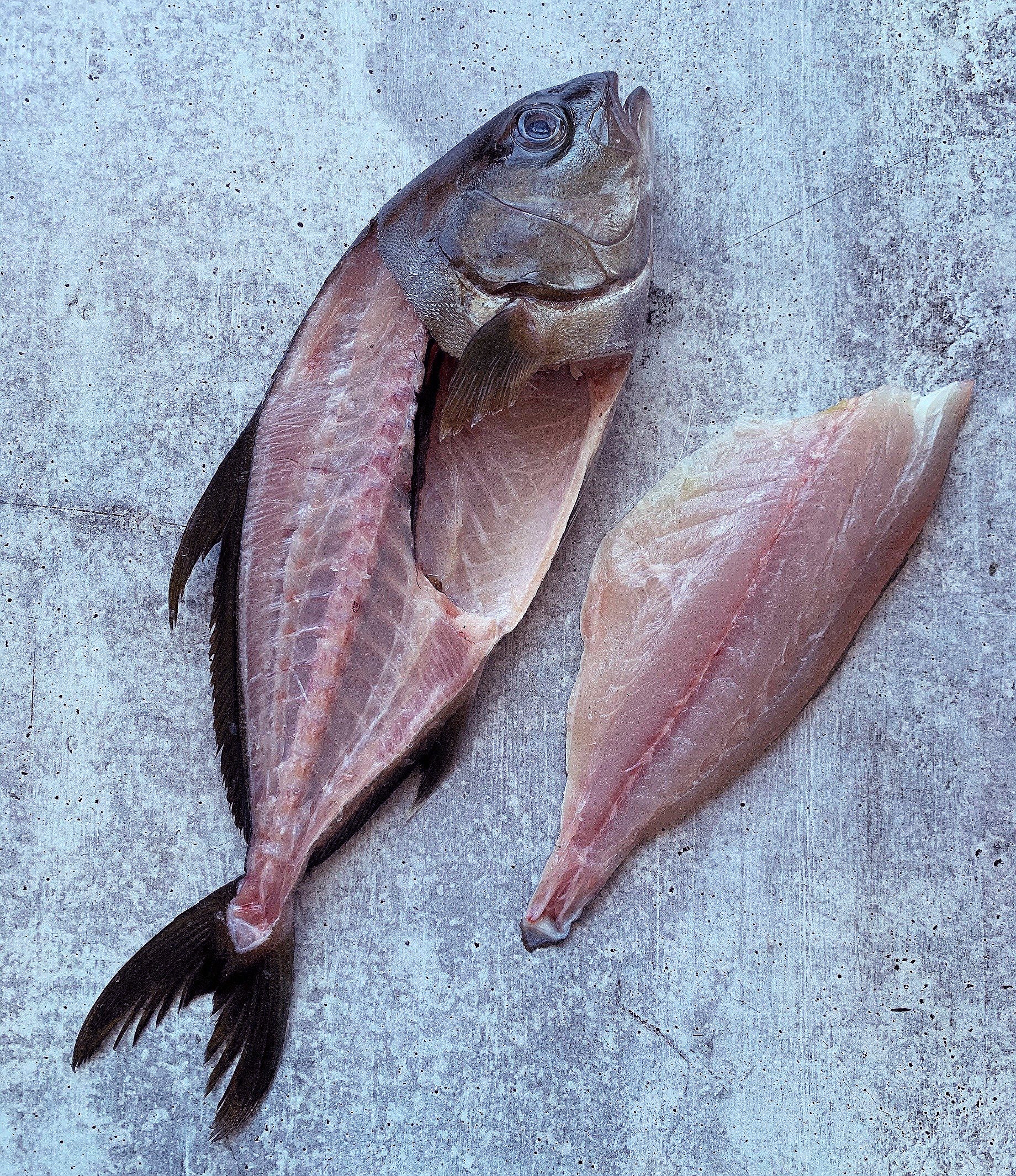 kampachi fish