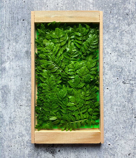 Fresh Kinome (Prickily Ash) - Buy at Regalis Foods